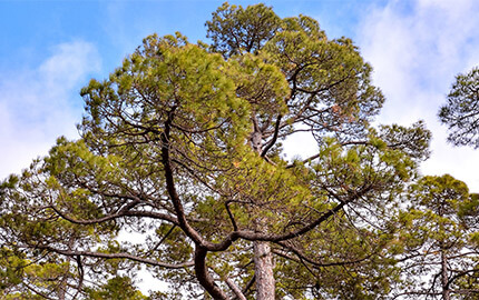 Boylu Ardıç - Juniperus Excelsa | NG Hotels